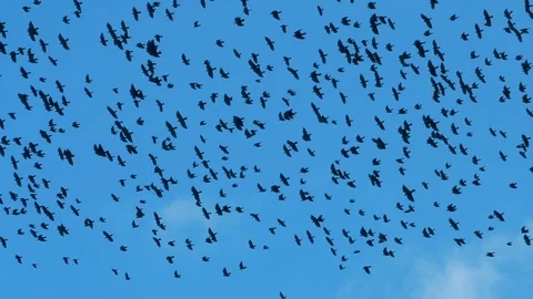 Birds circle a huge flock in the sky. Ra... | Stock Video | Pond5