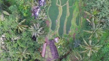 Birds eye aerial view of a Indonesian ri... | Stock Video | Pond5