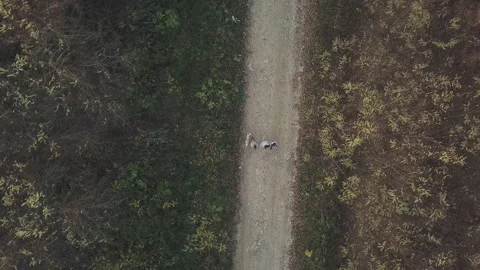 bird's-eye forest dirt road | Stock Video | Pond5