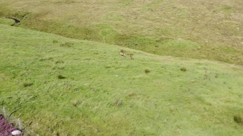 Birds-eye-view drone shot of a herd of r... | Stock Video | Pond5