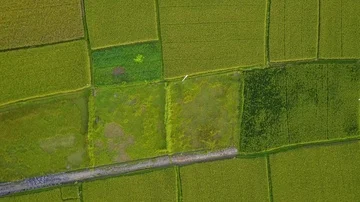 Birds eye view of field of rice paddies ... | Stock Video | Pond5