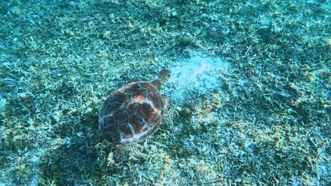 A Birds Eye View Of A Green Sea Turtle S... | Stock Video | Pond5