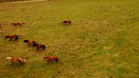 Birds eye view of horses grazing on past... | Stock Video | Pond5