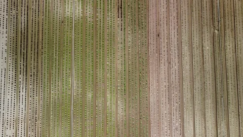 Birds Eye View of a Lettuce Field with R... | Stock Video | Pond5