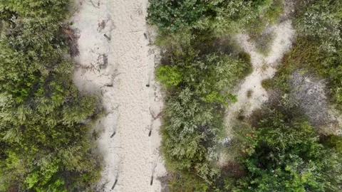 a bird's eye view of a path through a fo... | Stock Video | Pond5