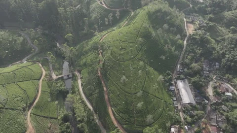 Bird’s Eye View of Tea Gardens Sri Lan... | Stock Video | Pond5