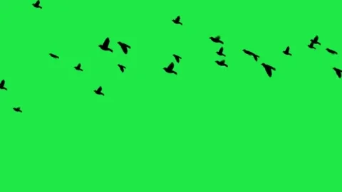 Birds Flock Flying Fast 2D Animation Gre... | Stock Video | Pond5