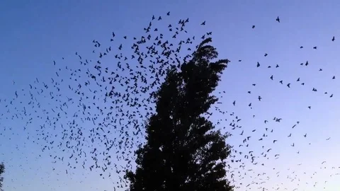 Birds Fly Away From Tree Stock Footage ~ Royalty Free Stock Videos | Pond5