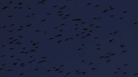 Birds fly in the dark blue night sky. Ba... | Stock Video | Pond5