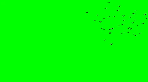 birds fly into the distance | Stock Video | Pond5