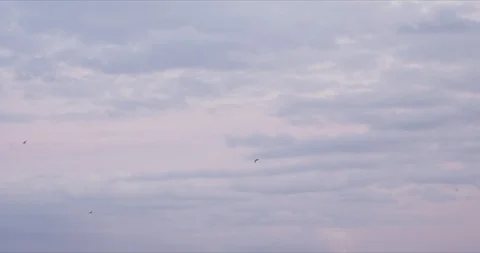 Birds fly past the Freedom Tower and New... | Stock Video | Pond5