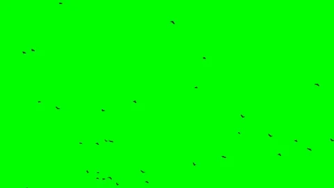 birds fly from the top down to the green... | Stock Video | Pond5