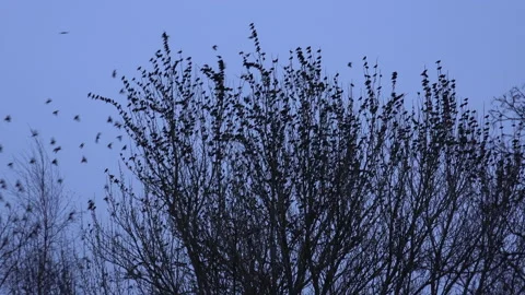 Birds flying away from tree in large num... | Stock Video | Pond5