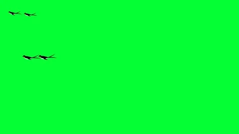 3D Flying Bird Animation Stock Footage ~ Royalty Free Stock Videos | Pond5