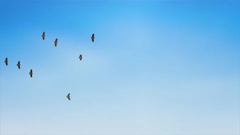 Birds flying in the blue sky Loop Animat... | Stock Video | Pond5