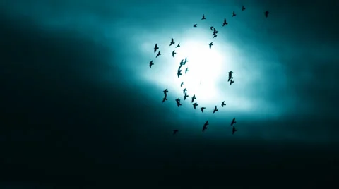 Birds Flying In The Cinematic Mysterious... | Stock Video | Pond5