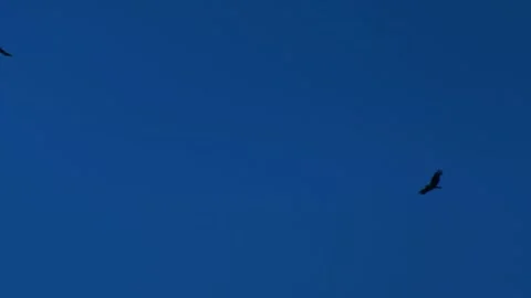 Birds flying in a circle in the blue sky... | Stock Video | Pond5