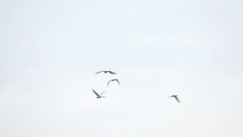 Birds flying on daytime of sky backgroun... | Stock Video | Pond5