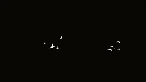 birds flying effect background and 2d an... | Stock Video | Pond5