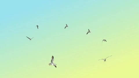 birds flying effect background and 2d an... | Stock Video | Pond5
