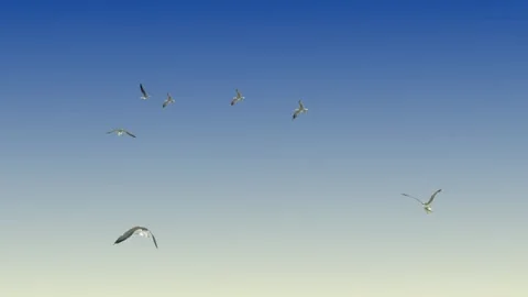 birds flying effect background and 2d an... | Stock Video | Pond5
