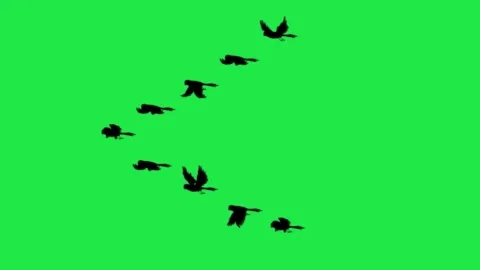 Birds Flying in Group Flock Animation Gr... | Stock Video | Pond5