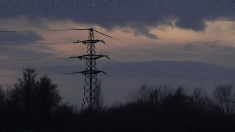 Birds flying in large flock from pylon o... | Stock Video | Pond5