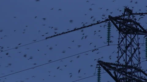 Birds flying in large flock from pylon a... | Stock Video | Pond5