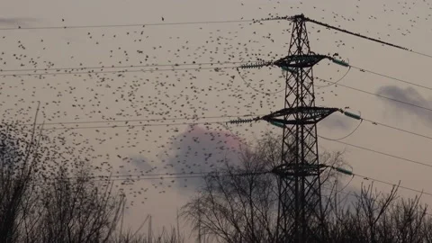 Birds flying in large flock from pylon e... | Stock Video | Pond5
