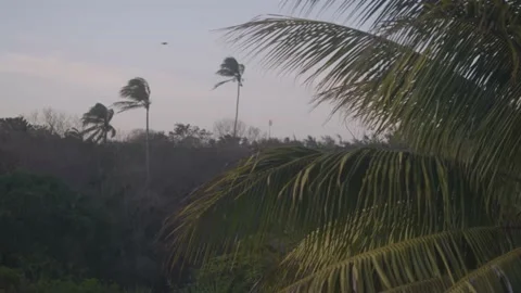 Jungle Birds Flying Stock Video Footage | Royalty Free Jungle Birds ...