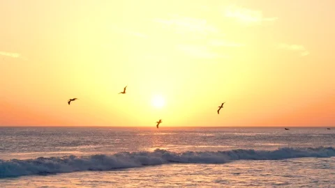 Tropical Birds Flying Stock Videos – Royalty-Free HD & 4K Videos | Pond5