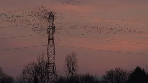 Birds flying from power lines and pylon ... | Stock Video | Pond5