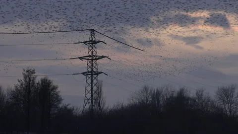 Birds flying on to pylon in large flock ... | Stock Video | Pond5