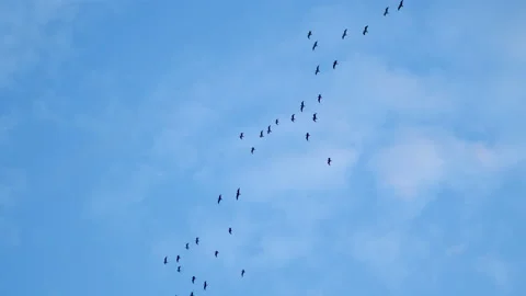 Birds flying slow motion on the magical ... | Stock Video | Pond5