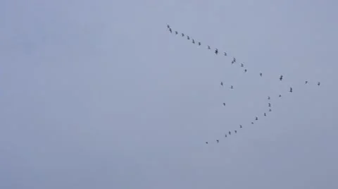 Birds flying in V-formation on backgroun... | Stock Video | Pond5