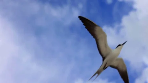 Birds flying very close to camera. Bird ... | Stock Video | Pond5