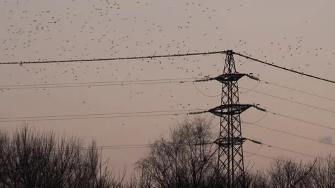 Birds flying from wires and pylon in win... | Stock Video | Pond5