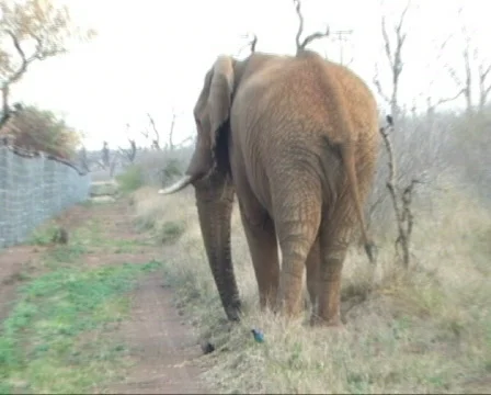 Birds foraging at a wild elephant's feet... | Stock Video | Pond5