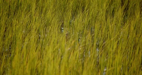 Birds Hidden in Grass in South Carolina ... | Stock Video | Pond5