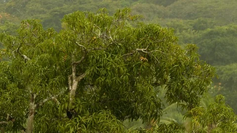 Birds hopping in a tree on a beautiful l... | Stock Video | Pond5