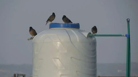 Birds Sitting On Water Tank Installed On... | Stock Video | Pond5