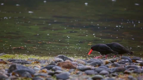 Volcano Birds Stock Video Footage | Royalty Free Volcano Birds Videos ...