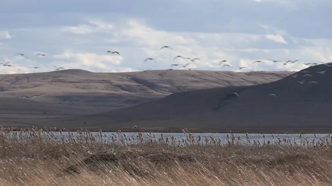 Winging Over Stock Videos – Royalty-Free HD & 4K Videos | Pond5