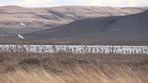 Winging Over Stock Videos – Royalty-Free HD & 4K Videos | Pond5