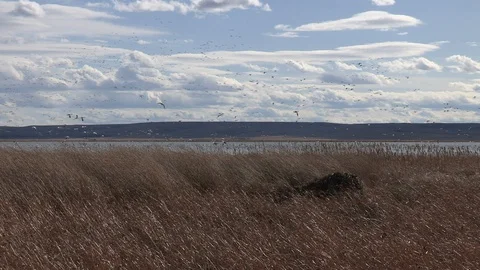 Winging Over Stock Videos – Royalty-Free HD & 4K Videos | Pond5