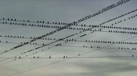Birds On Wire Stock Footage ~ Royalty Free Stock Videos | Pond5