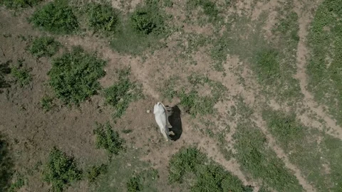 Birdseye view of a beautiful white horse... | Stock Video | Pond5