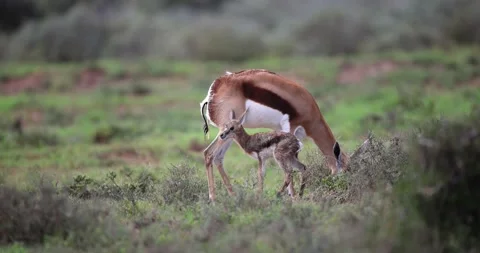 Birth of a baby springbok in the savanna... | Stock Video | Pond5
