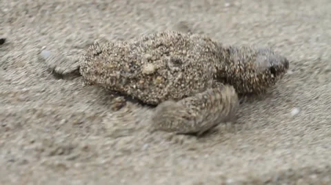 Birth Turtle Stock Video Footage | Royalty Free Birth Turtle Videos | Pond5