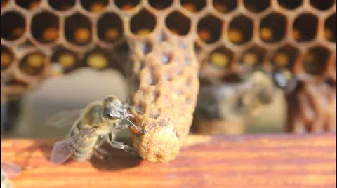 Birth of Queen Bee | Stock Video | Pond5